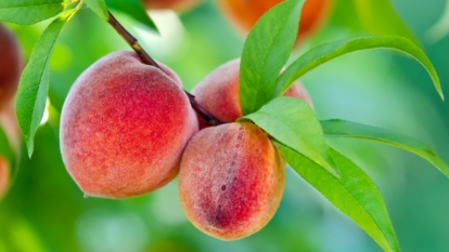 How to Plant, Grow, and Care for ‘Contender’ Peach Trees