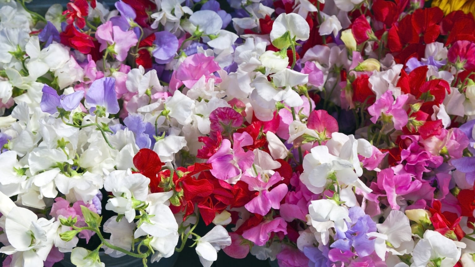 The Top 5 Flowers to Grow for Sweet Spring Bouquets