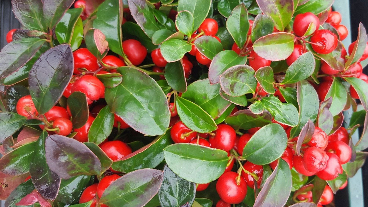 How to Plant, Grow, and Care For Wintergreen