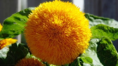 How to Plant, Grow, and Care For Sunflowers