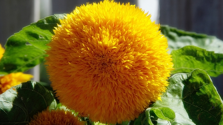 How to Plant, Grow, and Care For Sunflowers