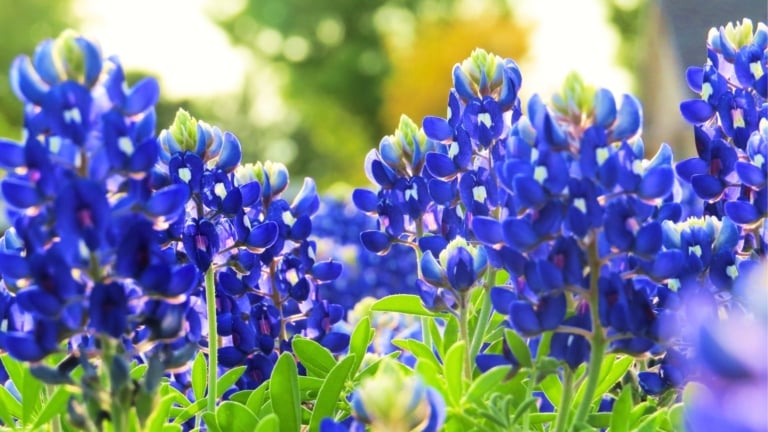 27 Beautiful Texas Wildflowers