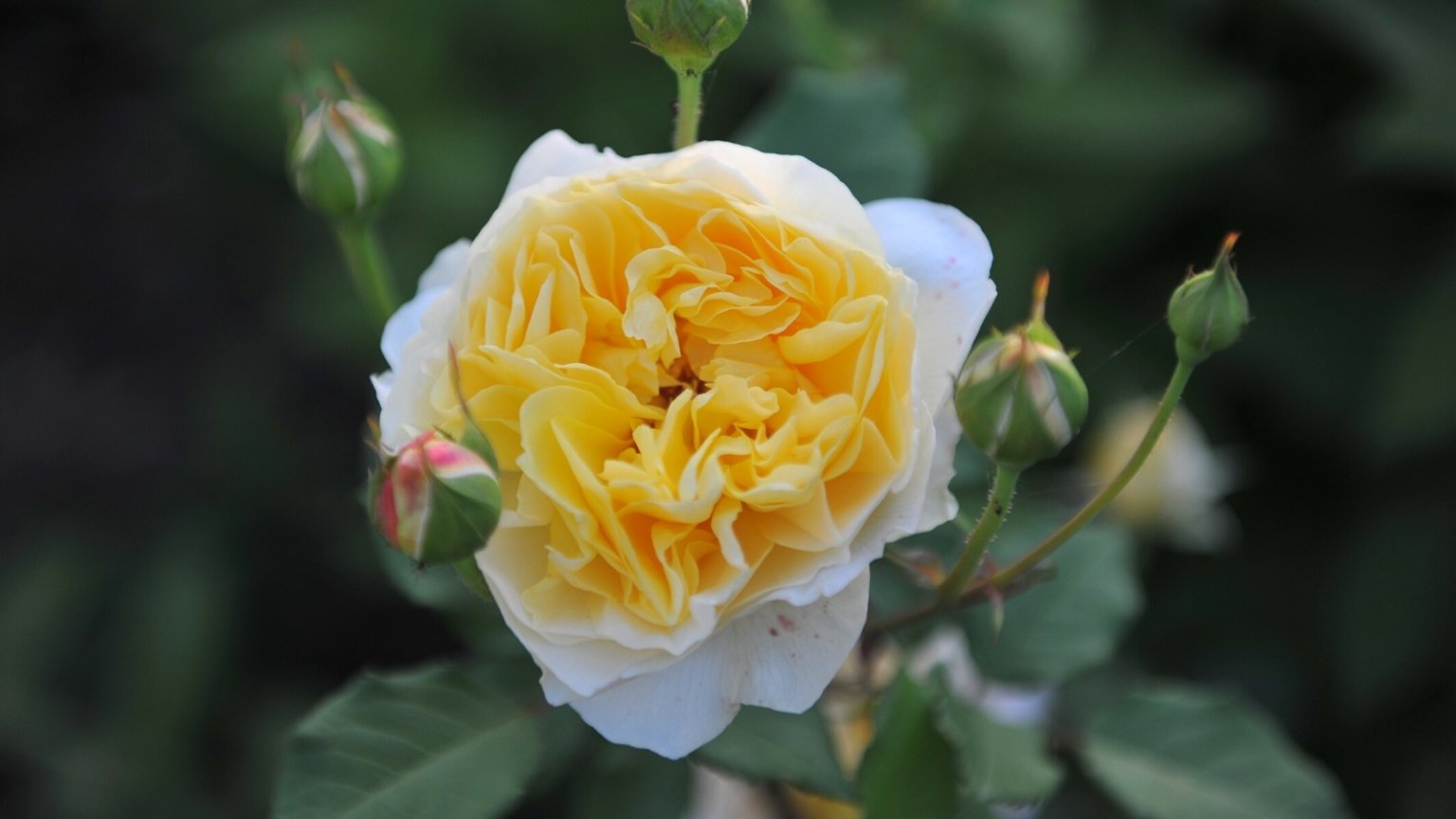 25 Best Tree Roses For Your Garden