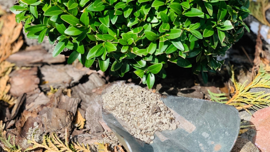 Boxwood Shrub Fertilization: 5 Fertilizer Tips
