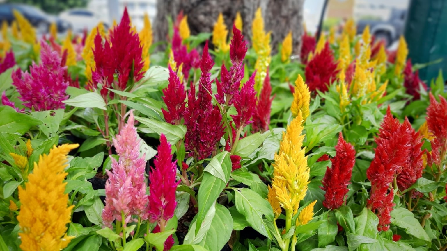 21 Best Flowers for Gardeners with a Short Growing Season