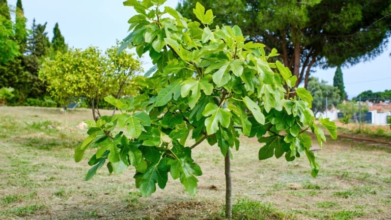 How to Plant, Grow, and Care For Fig Trees