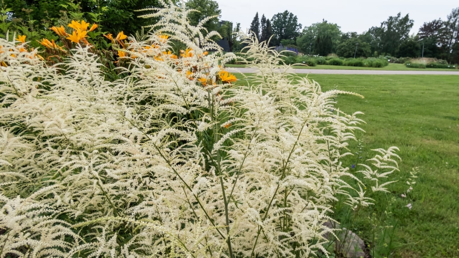 19 Fun Plants Named for Animals