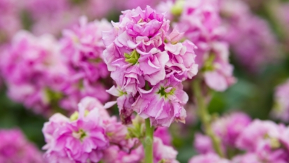 17 Old-Fashioned Flowers for a Garden with Vintage Charm