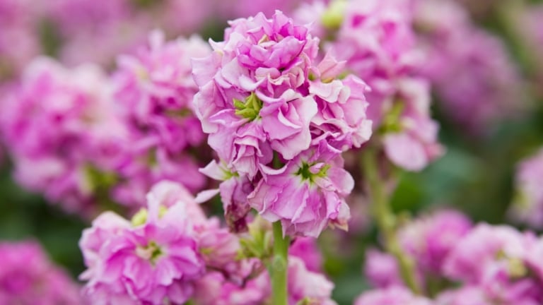 17 Old-Fashioned Flowers for a Garden with Vintage Charm