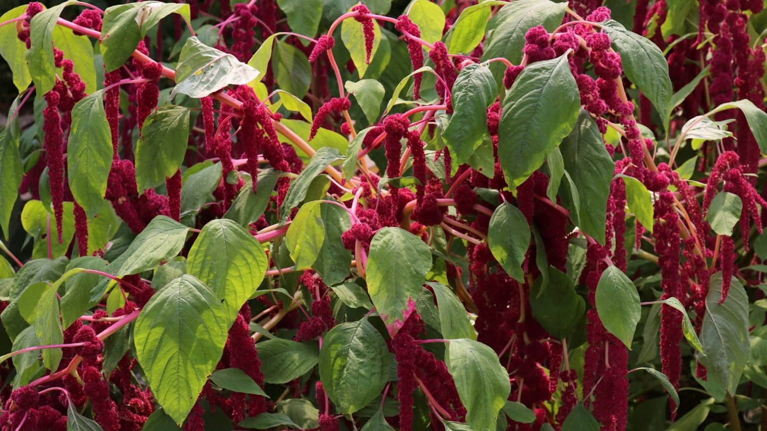 How to Plant, Grow, and Care for Love-Lies-Bleeding Amaranth