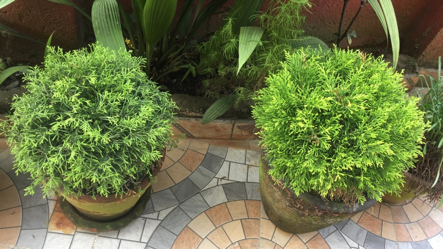 How to Plant, Grow, and Care For Thuja 'Green Giant’ Arborvitae