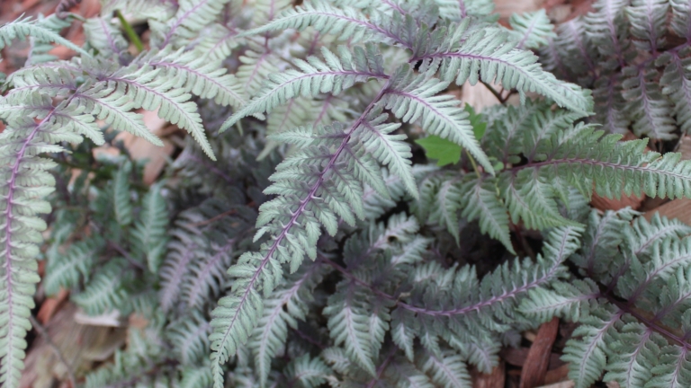 19 Shade Perennials For Zone 7 Shade Gardens