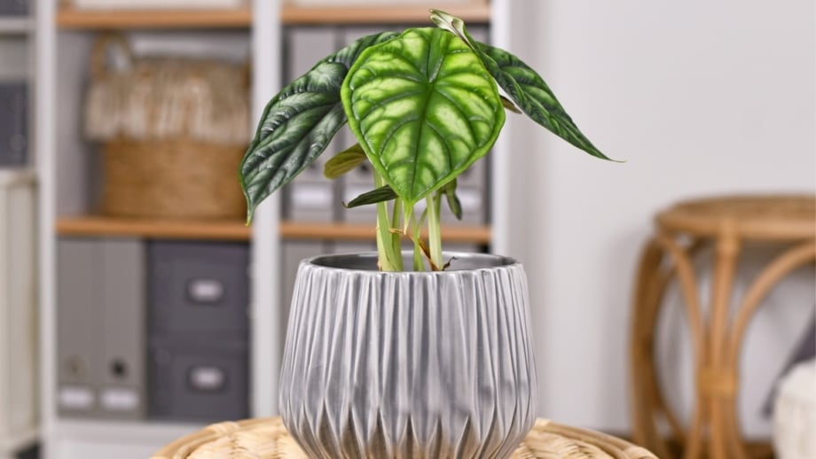27 Tropical Houseplants for a Lush Indoor Garden