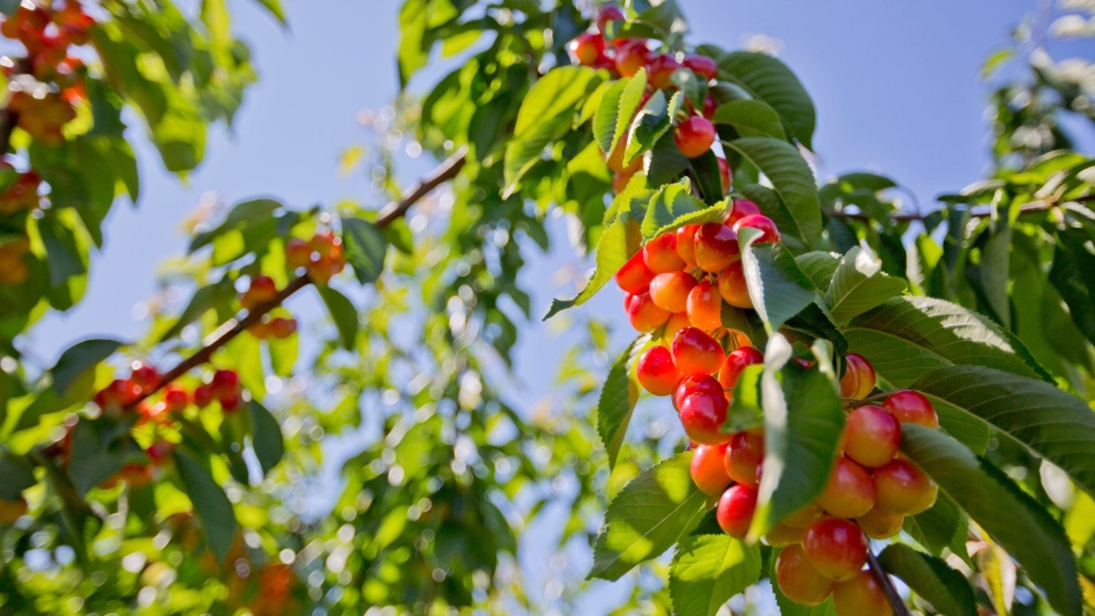 How to Plant, Grow, and Care for ‘Lapins’ Cherry Trees