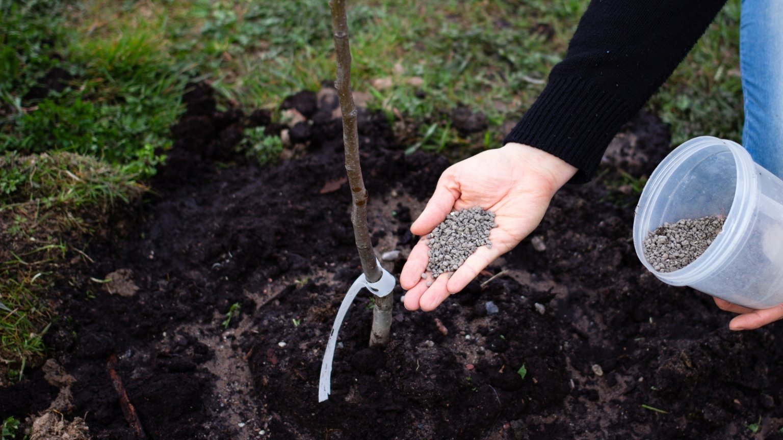 How to Plant, Grow, and Care for 'Fuji' Apple Trees