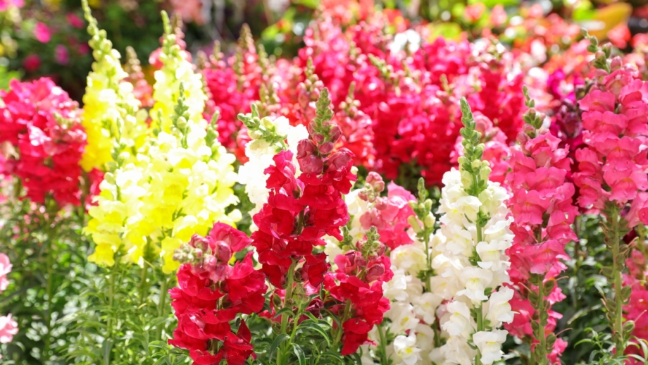 The Top 5 Flowers to Grow for Sweet Spring Bouquets