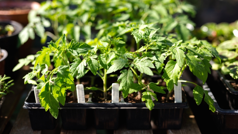 15 Best Tips for Seed-Sowing Success This Season