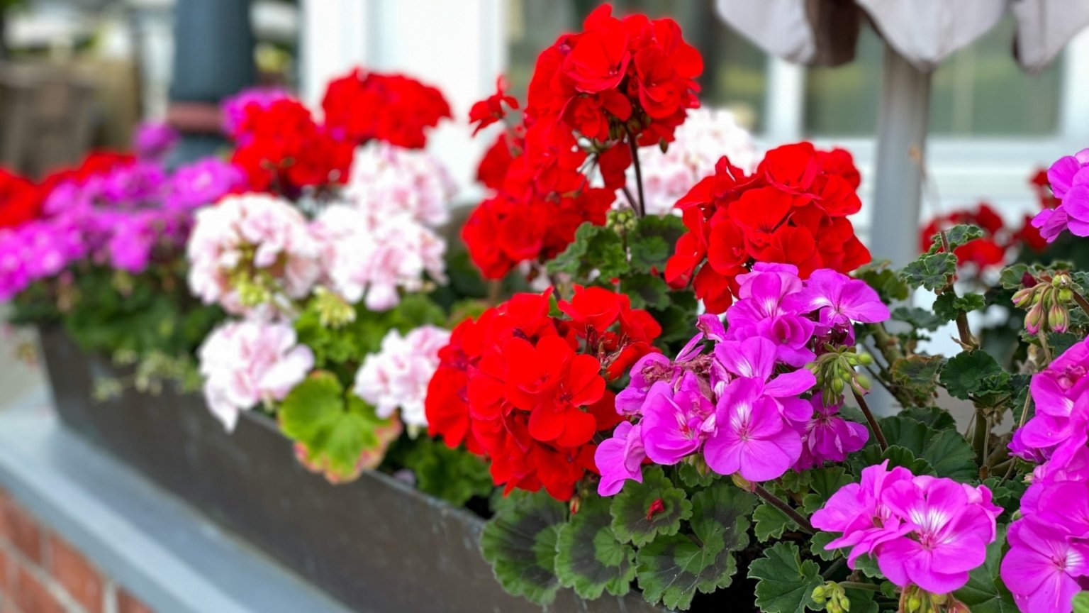 How to Plant, Grow, and Care for Geraniums