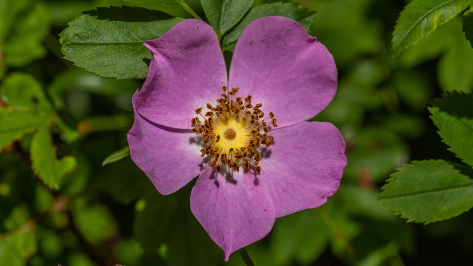 21 Roses That Will Cover a Wall in a Single Season