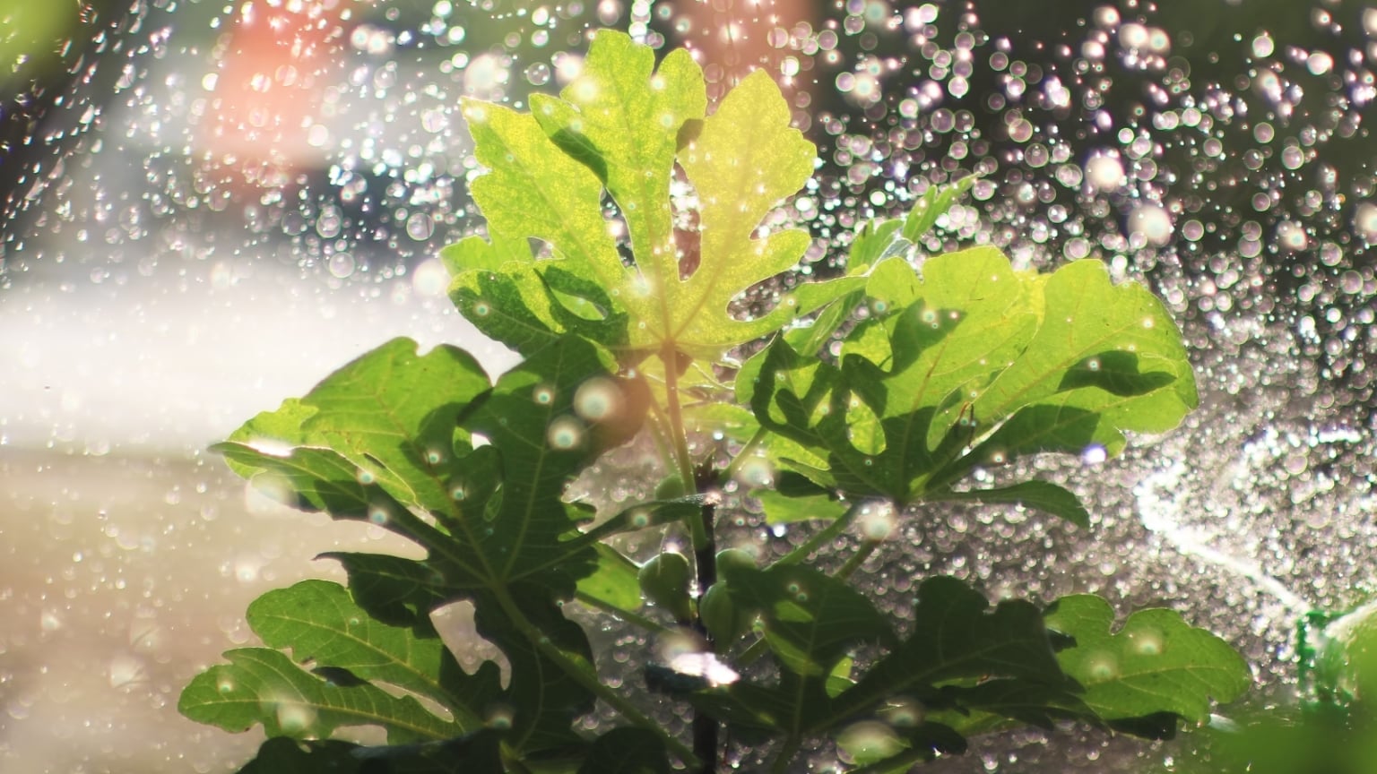 How to Plant, Grow, and Care For Fig Trees