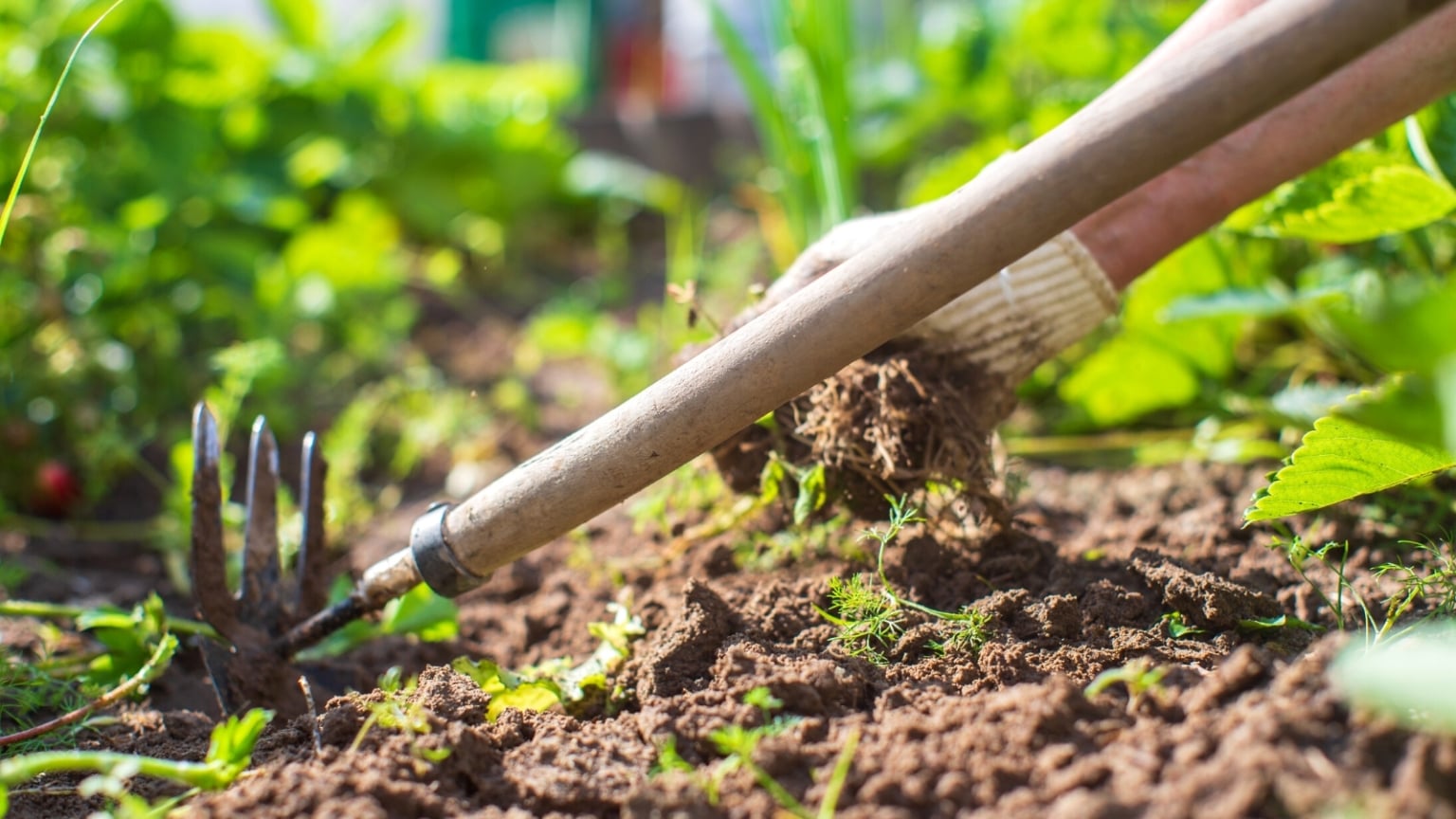 15 Tasks to do in March for a Flourishing Spring Garden
