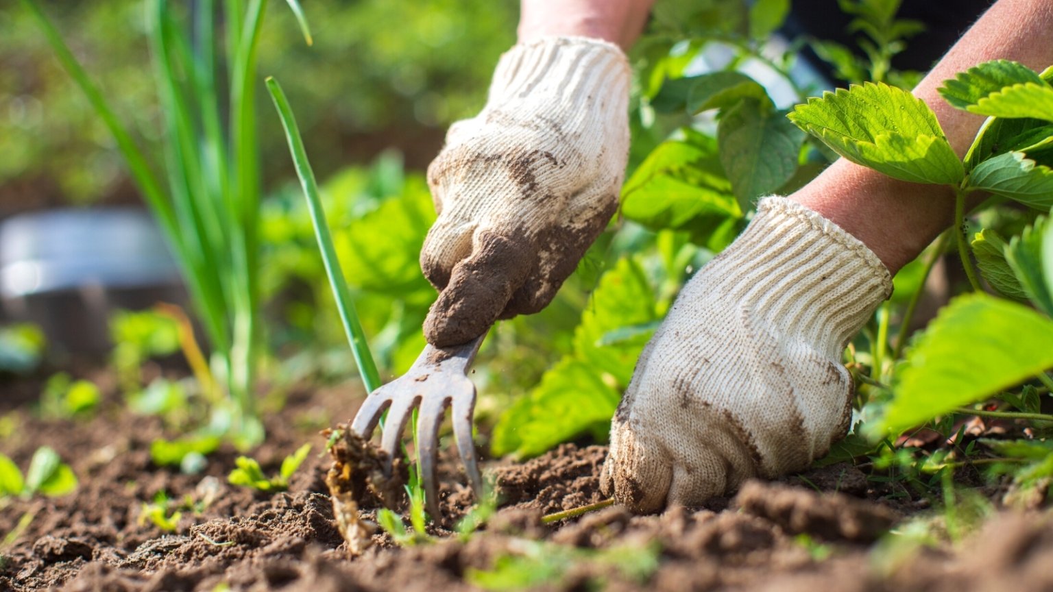 How to Identify, Control, and Prevent Raspberry Fruitworm