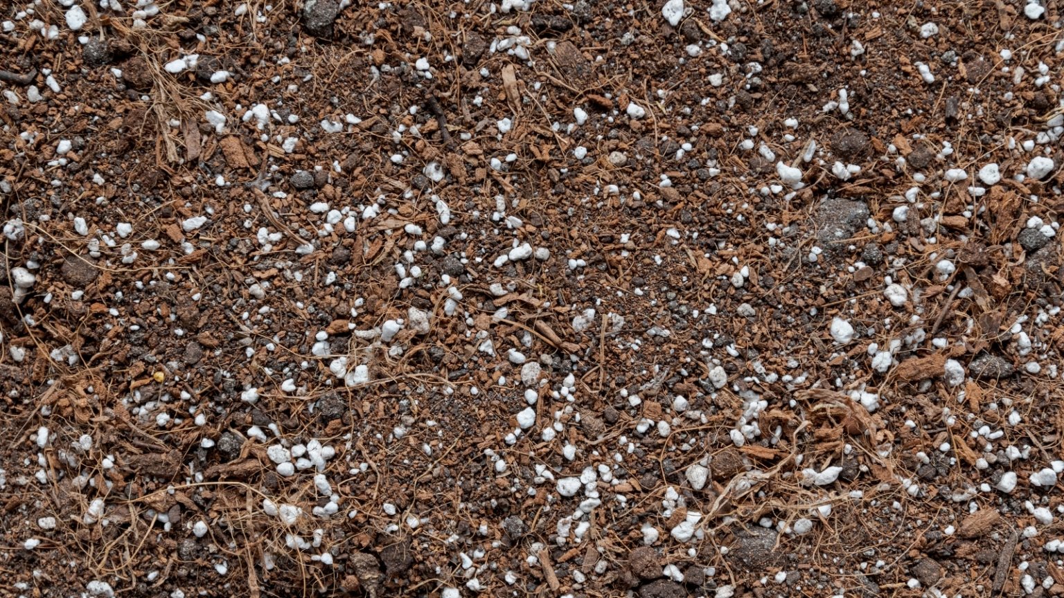 How to Plant, Grow, and Care for ‘Lapins’ Cherry Trees