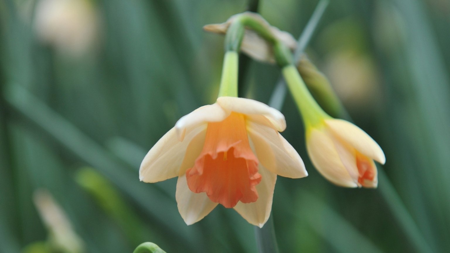 31 Daffodil Varieties to Brighten Up Your Spring Garden