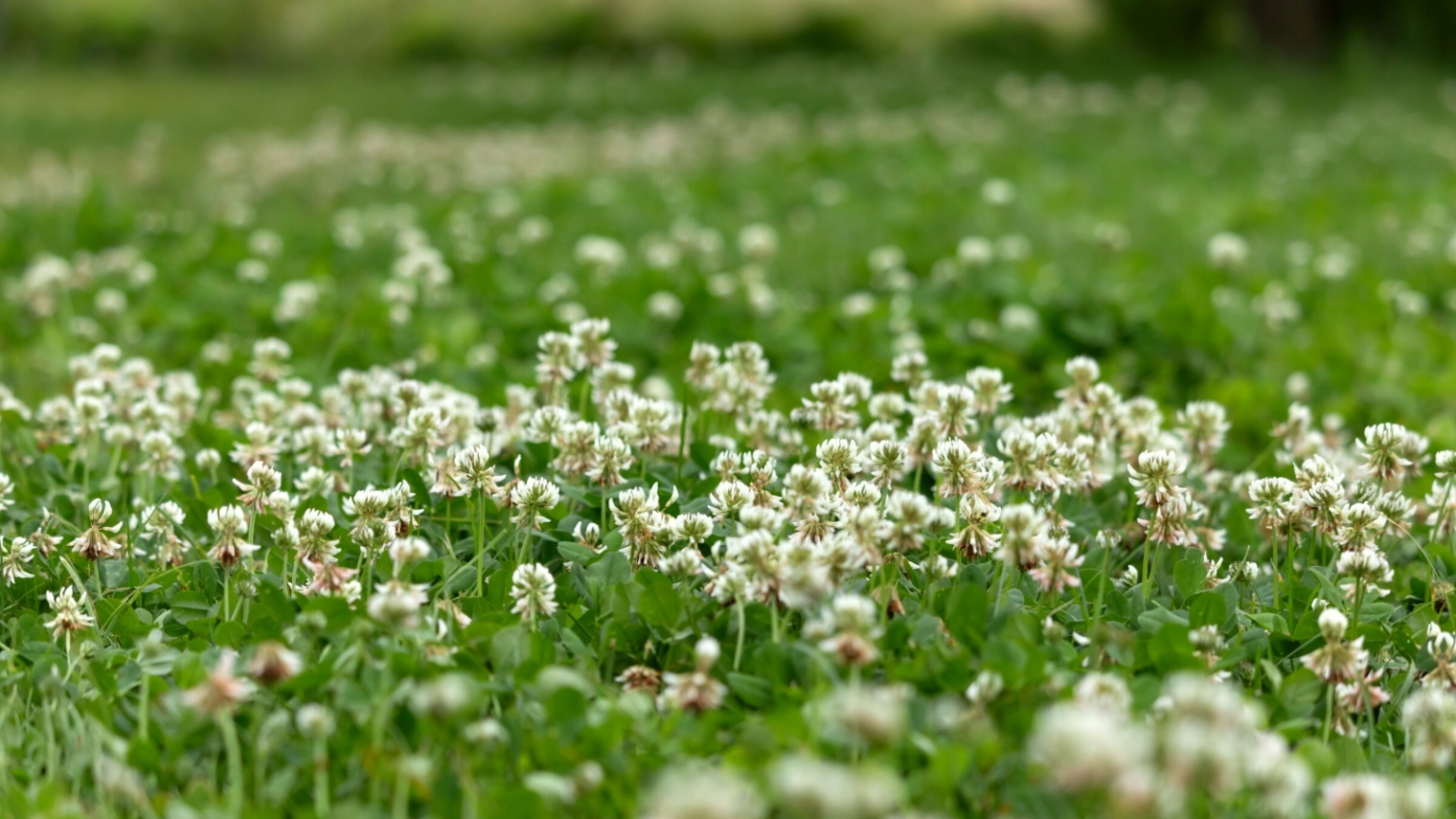 What is a Monoculture?
