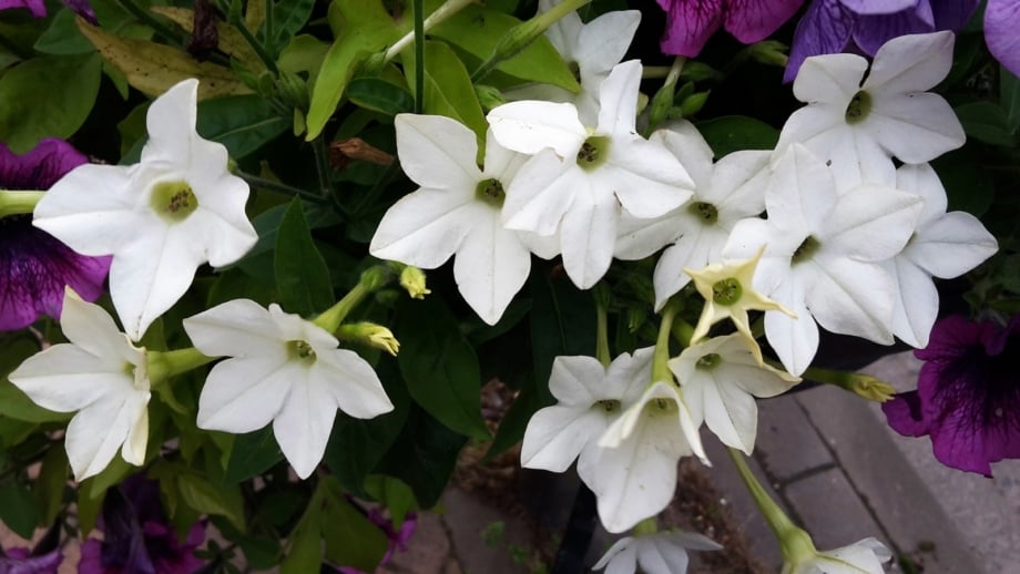 How to Plant, Grow, and Care for Nicotiana