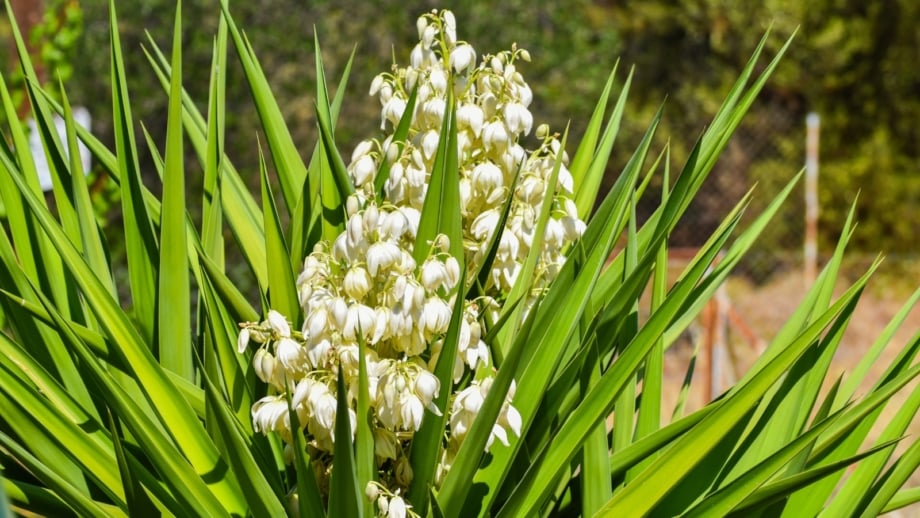 27 Drought-Tolerant Perennial Flowers for Dry Gardens