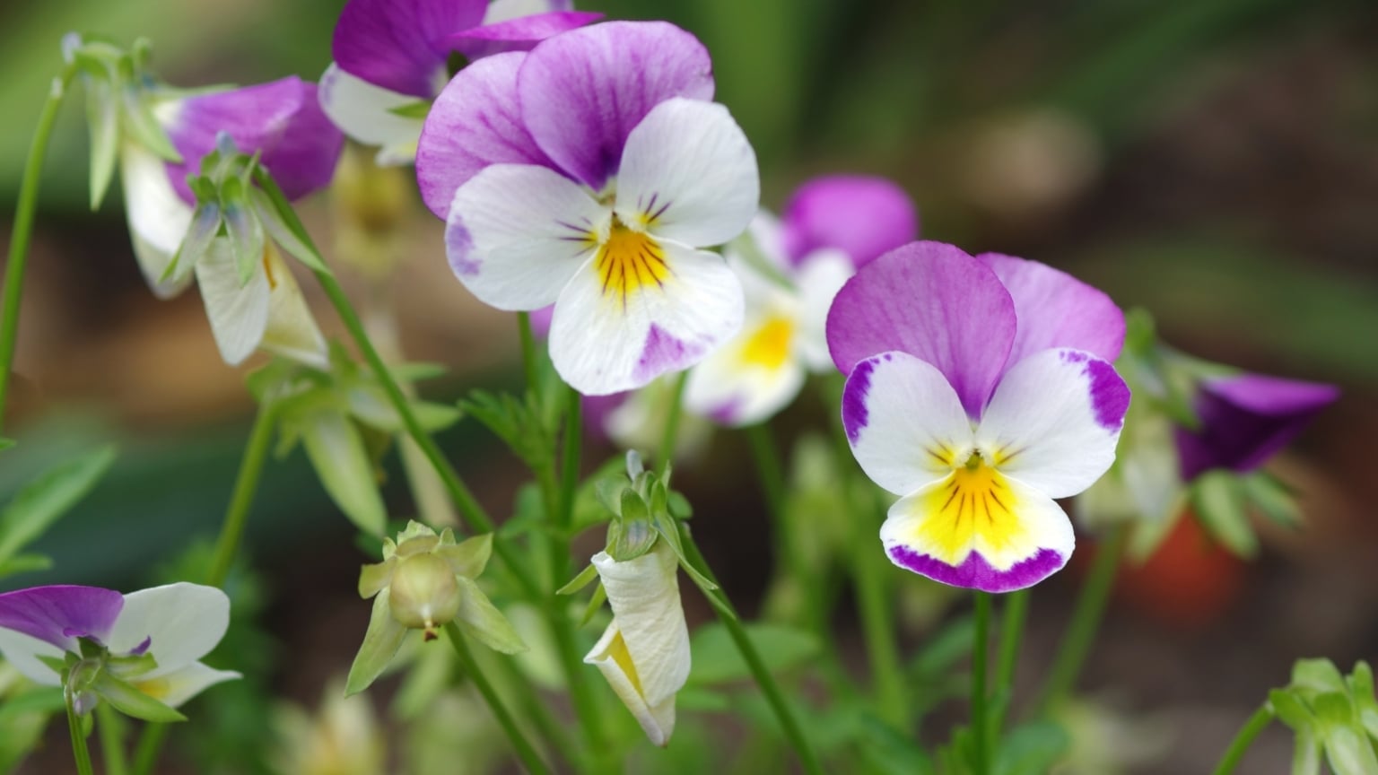 17 Old Fashioned Flowers For A Garden With Vintage Charm