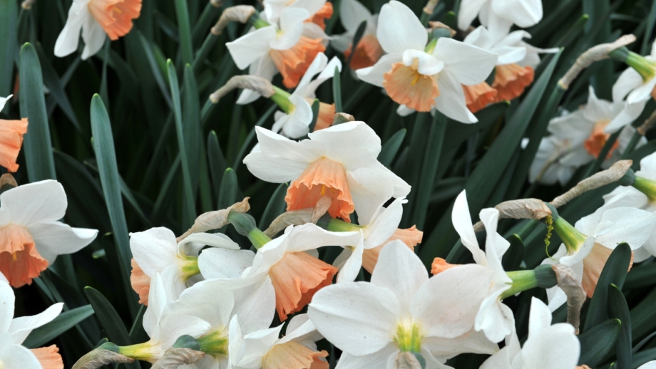 31 Daffodil Varieties to Brighten Up Your Spring Garden