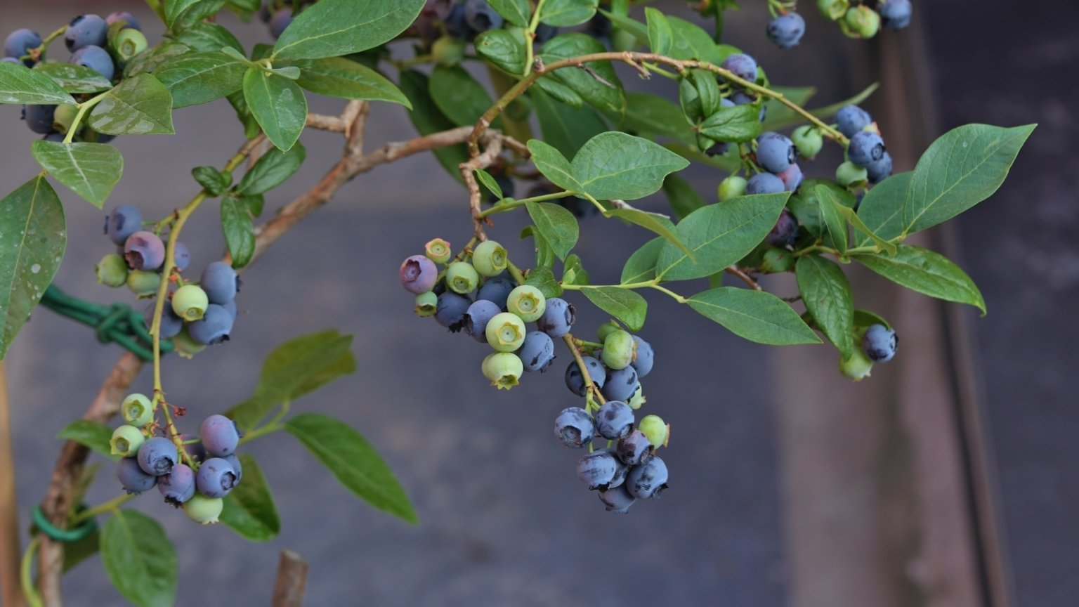 13 Tastiest Blueberry Varieties for Home Gardens
