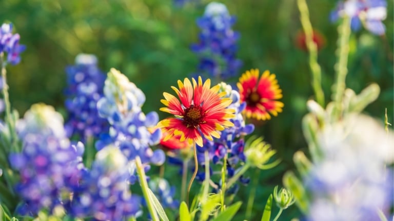 27 Beautiful Texas Wildflowers