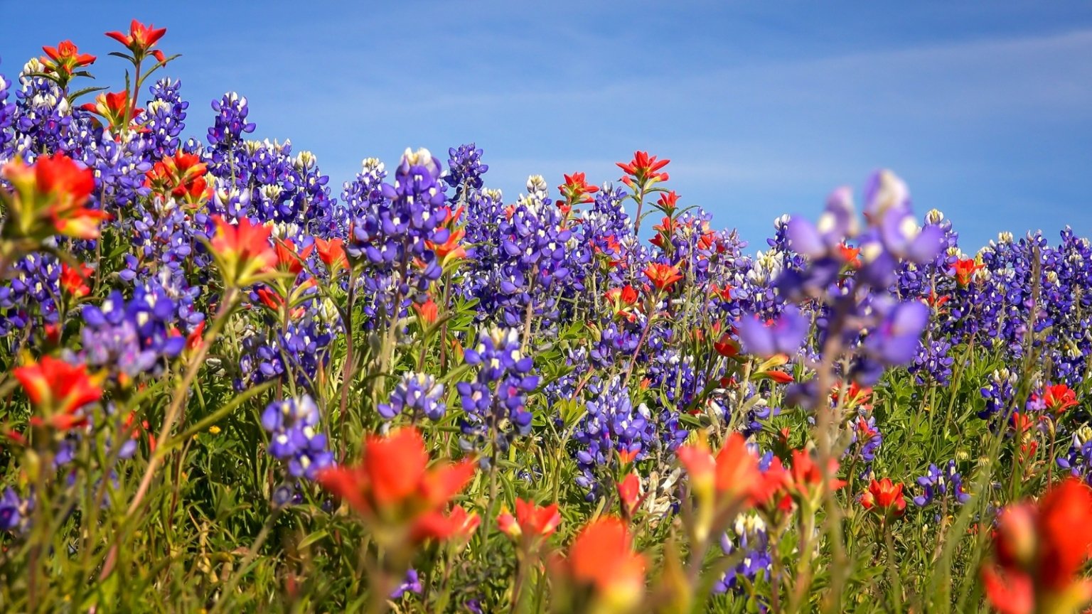 27 Beautiful Texas Wildflowers