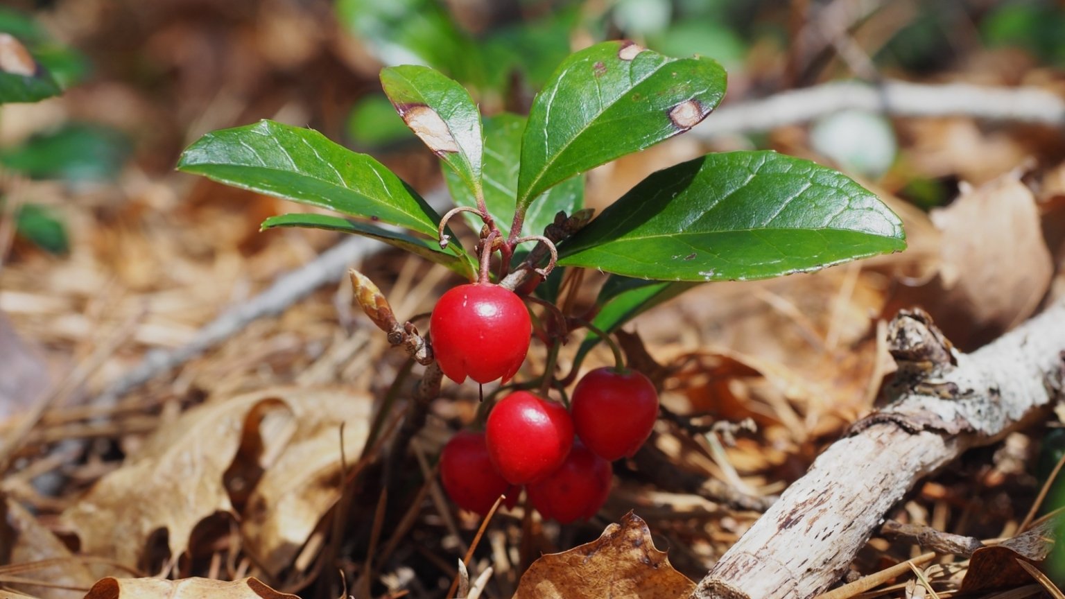 How to Plant, Grow, and Care For Wintergreen