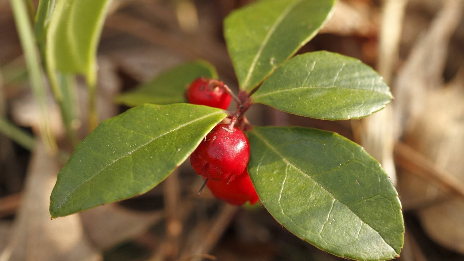 How to Plant, Grow, and Care For Wintergreen