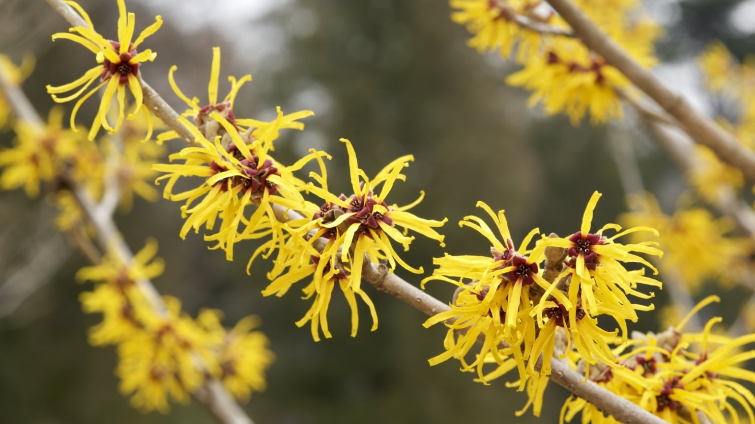 43 Most Fragrant Flowers to Grow in Your Garden