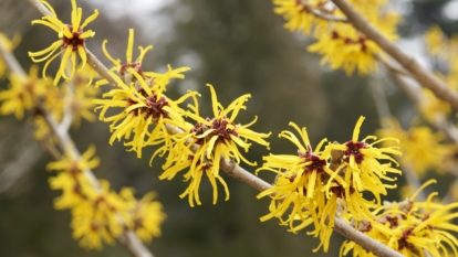 43 Most Fragrant Flowers to Grow in Your Garden