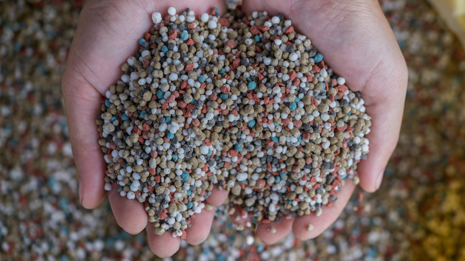 How to Plant, Grow, and Care for ‘Contender’ Peach Trees