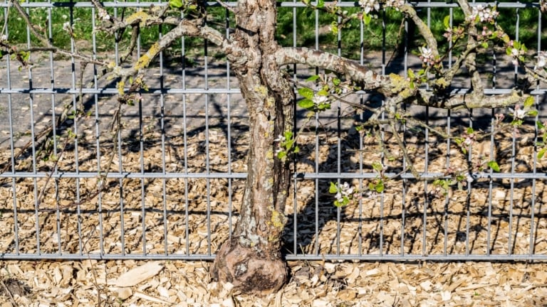 How to Plant, Grow, and Care for 'Gala' Apple Trees