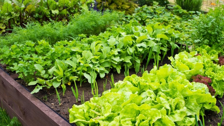 How to Start a Vegetable Garden in Zone 4