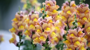 35 Beautiful Snapdragon Varieties for Your Garden