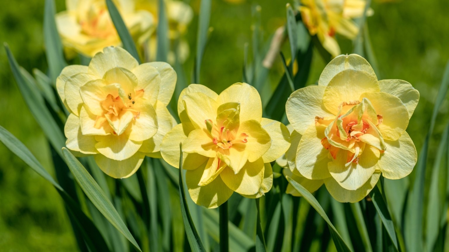 How to Plant, Grow, and Care for Narcissus Flowers