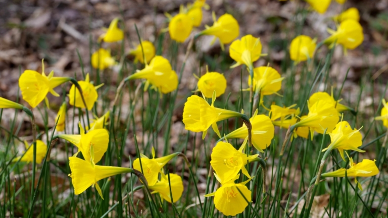 31 Daffodil Varieties to Brighten Up Your Spring Garden