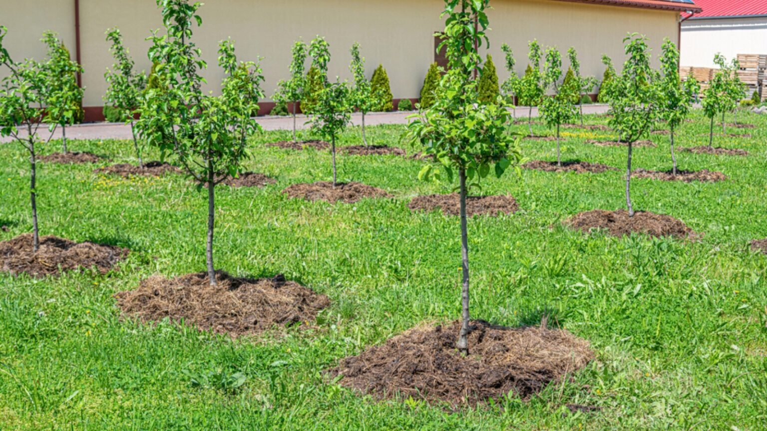 How to Plant, Grow, and Care for 'Granny Smith' Apple Trees