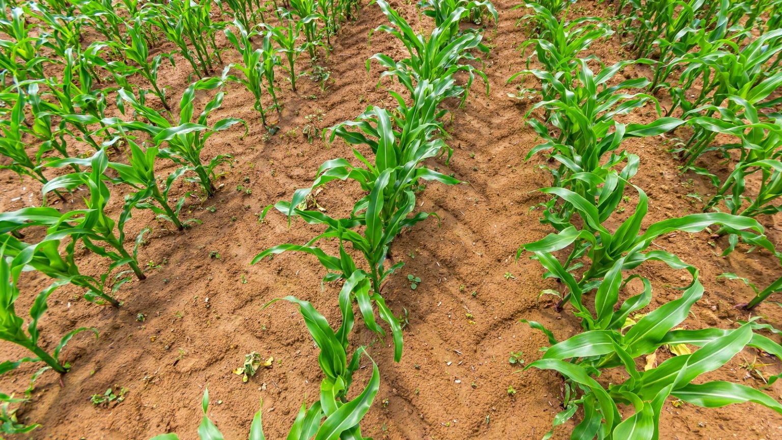 What is a Monoculture?