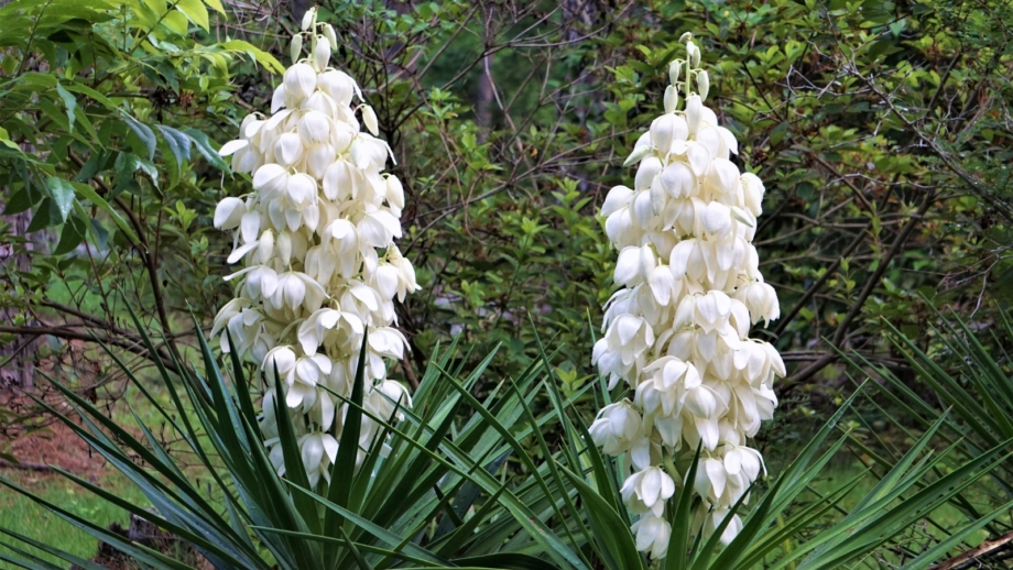 Yucca Aloifolia: How To Plant, Grow, and Care for Spanish Dagger Plants