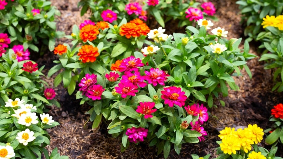21 Best Flowers for Gardeners with a Short Growing Season